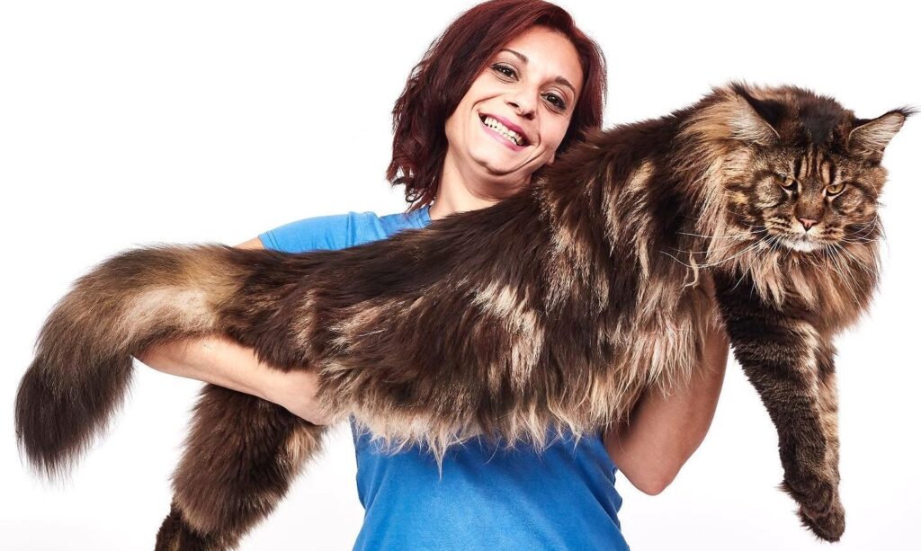 Αυτή είναι η πιο μακριά γάτα του κόσμου που μπήκε στο βιβλίο Γκίνες ...