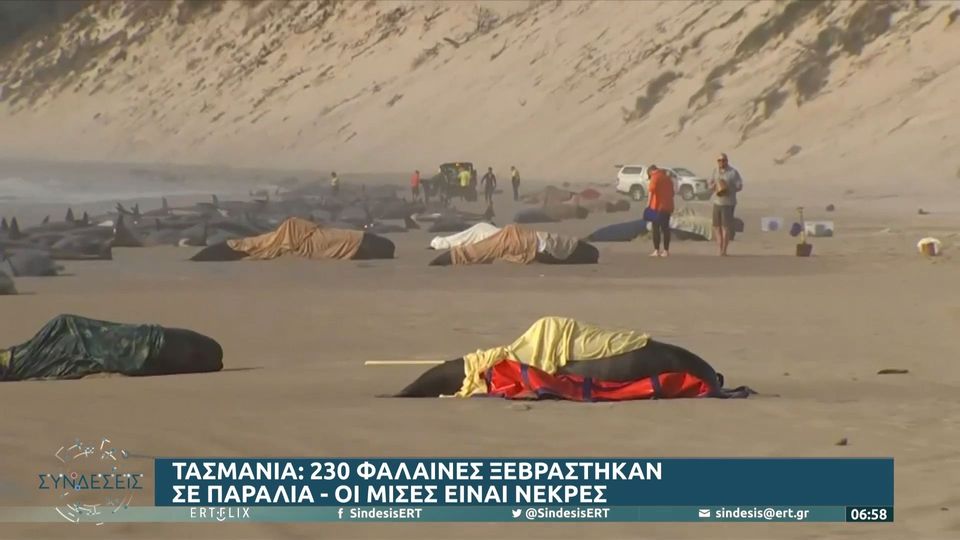 Τασμανία: 230 φάλαινες ξεβράστηκαν σε παραλία - Οι 200 είναι νεκρές ...