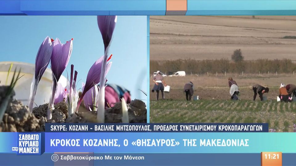 Οι μαγικές ιδιότητες του Κρόκου Κοζάνης (ΒΙΝΤΕΟ) - The Opinion