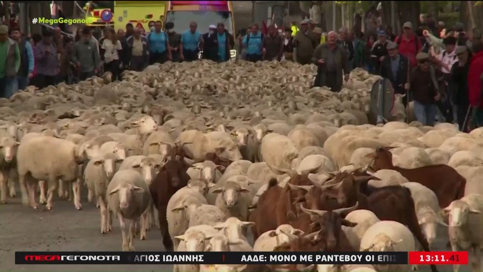 Ισπανία: Μποτιλιάρισμα από πρόβατα στο κέντρο της Μαδρίτης (Video ...