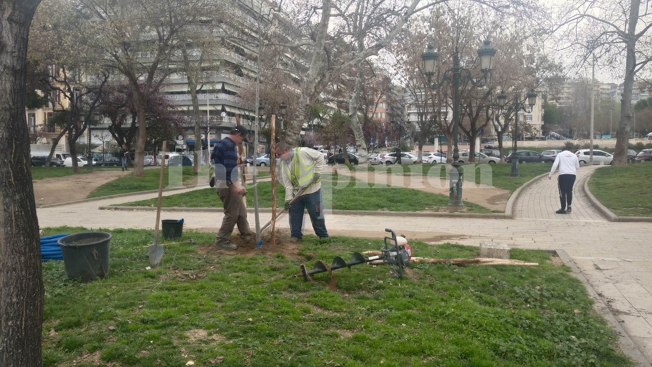 Άρχισαν οι φυτεύσεις δέντρων στην πλατεία Αρχαίας Αγοράς (ΦΩΤΟ) - The ...