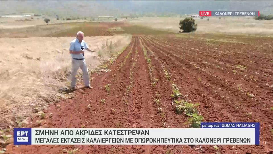 Σμήνη από ακρίδες κατέστρεψαν καλλιέργειες στην Κοζάνη (VIDEO) - The ...