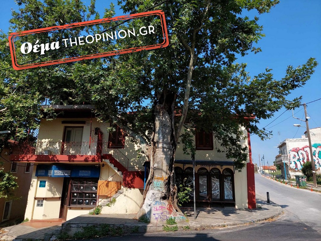 Θεσσαλονίκη: SOS από το πλατάνι ετών... 830 στην Άνω Πόλη (ΦΩΤΟ) - The ...