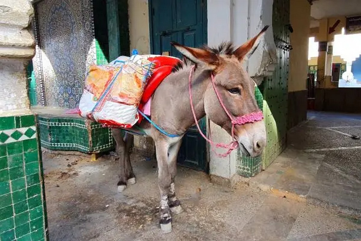 Λέσβος: Καταγγελία για «γαϊδουροδρομίες» με ανήλικους (VIDEO) - The Opinion