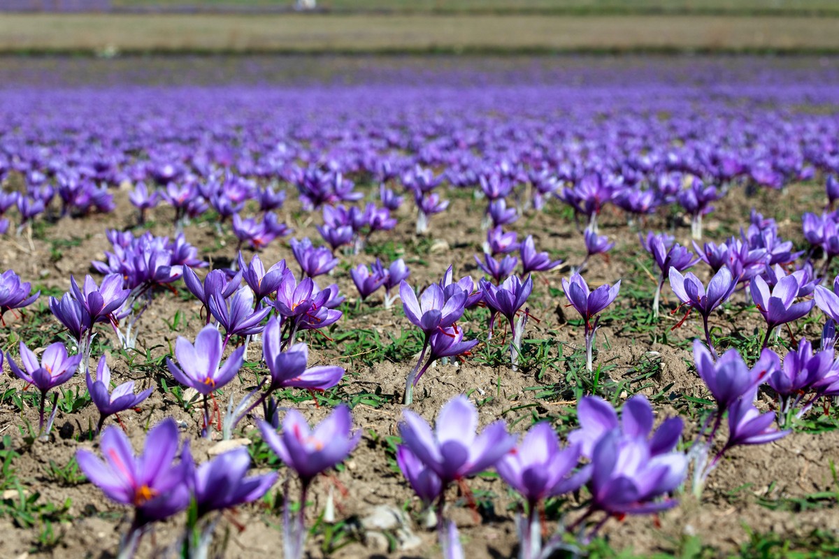 Το θαυματουργό φυτό που θωρακίζει τη γονιμότητα και το μυαλό - The Opinion