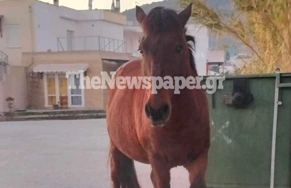 Άλογο «κόβει» βόλτες στους δρόμους του Βόλου (ΦΩΤΟ) - The Opinion