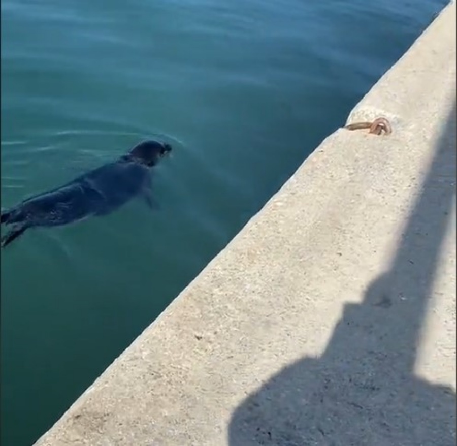 Φώκια βγήκε «τσάρκα» στο λιμάνι της Νέας Μηχανιώνας (VIDEO) - The Opinion