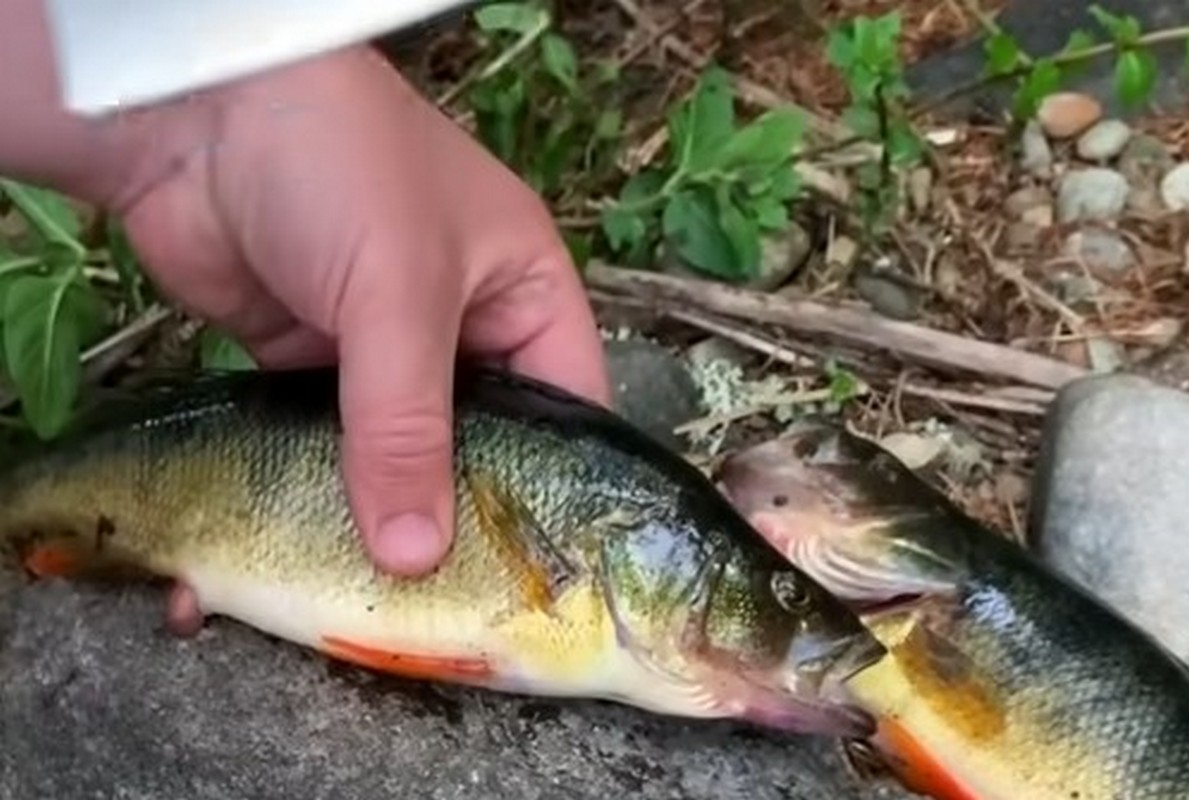 Διατροφή: Τα τρία είδη ψαριών που δεν πρέπει να καταναλώνουμε - The Opinion