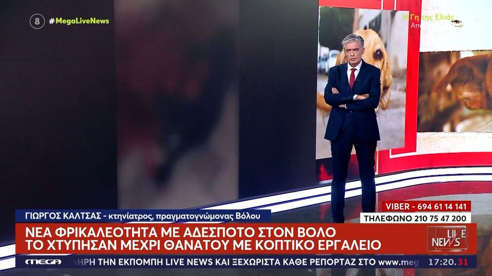 Φρίκη: Μαχαίρωσαν θανάσιμα σκύλο στη μέση του δρόμου (VIDEO) - The Opinion