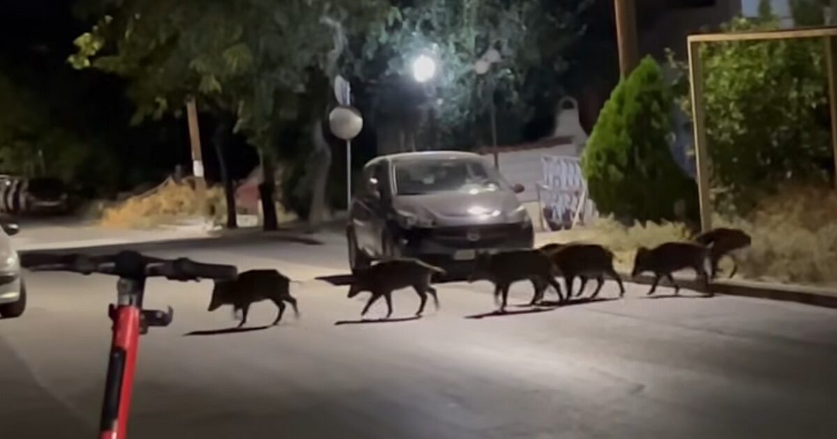 Θεσσαλονίκη: Αγριογούρουνα έκαναν βόλτα στην Πυλαία (VIDEO) - The Opinion